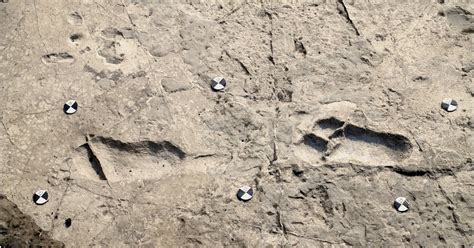 New Fossil Hominin Trackways From Famous Laetoli Site