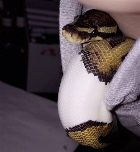 My Low White Pied Ball Python Koi R Ballpython