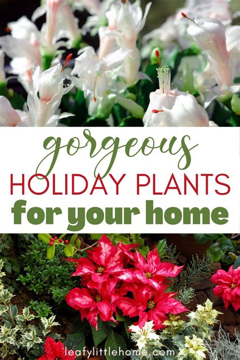 15 Festive Christmas Plants For Holiday Decorating Christmas Plants