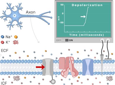 Neuron Action Potential Sequence Of Events And Diagram Getbodysmart