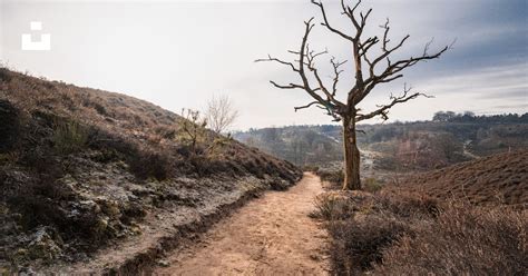 하얗고 푸른 하늘 아래 갈색 들판을 바라보는 산에 벌거벗은 나무 사진 Unsplash의 무료 배경 화면 이미지