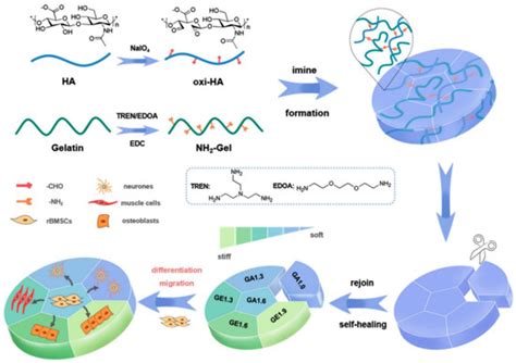 Engineering Hydrogels For Modulation Of Dendritic Cell Function