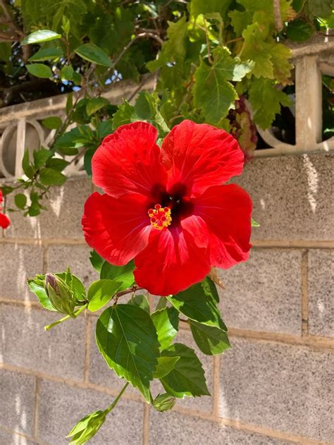 Pin De Gehanna Nascimento En Ideias De Fotos Jardines Bonitos Flores