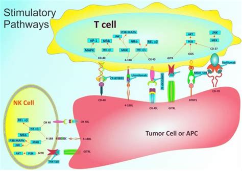 【acro上新了】激动性靶点过表达细胞株正式开售 知乎