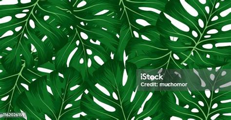 열대 녹색 은 흰색 배경에 몬스터 델리시오사 잎 결혼식 초대장 또는 장식 인사말 카드에 대한 꽃 템플릿입니다 0명에 대한 스톡 벡터 아트 및 기타 이미지 Istock