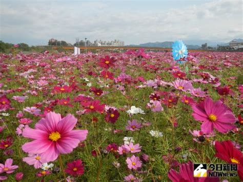 河川高灘地種花 張芬郁議員批市府拿救命錢亂花 地方 Nownews今日新聞