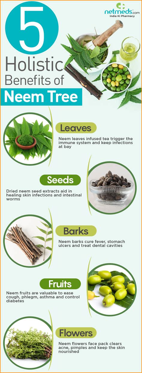 Health Benefits Neem Leaves At Marie Lynn Blog