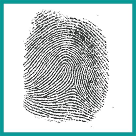 What Is A Fingerprint Lets Get To The Bottom Of It