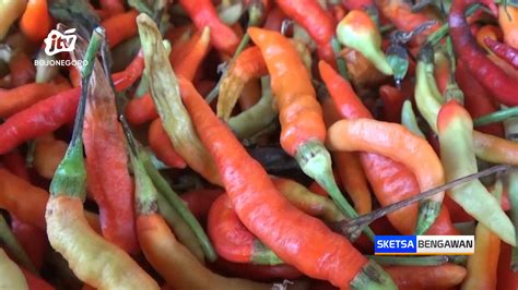 Minim Stok Harga Cabai Di Tuban Tembus 55 Ribu Rupiah Per Kilogram