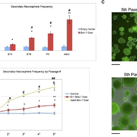 Bmi 1 Expression Enhances Self Renewal Of Embryonic And Adult Nscs In