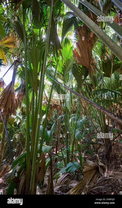 Coco De Mer Palm Tree In Vallee De Mai Praslin Island Seychelles