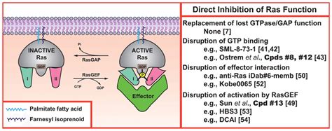 Direct Inhibition Of Ras Function Download Scientific Diagram