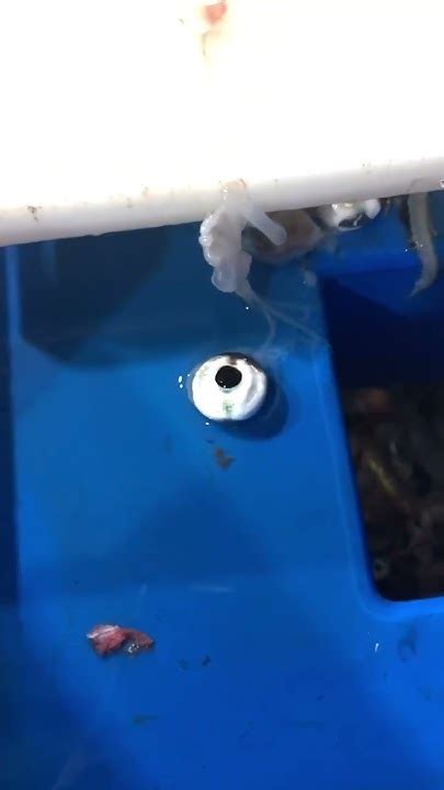 무서운 눈알 Youtube