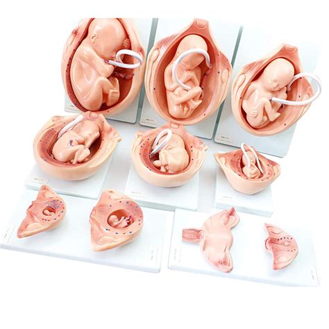 Buy Xhllx Human Pregnancy Series Human Fetal Development Process Model