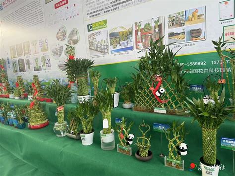 擦亮富贵竹国际品牌 聚力推进“百千万工程”湛江云媒（湛江新闻网）