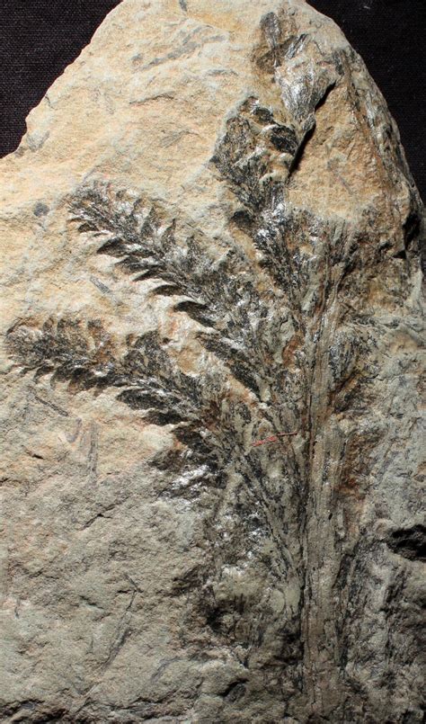 Archaeopteris Devonian Plant Fossil