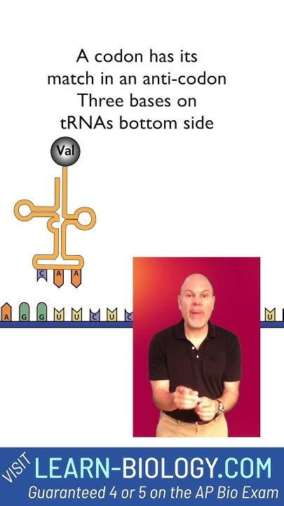 Protein Synthesis Rap Mrna Codons Anticodons And Ribosomes Youtube