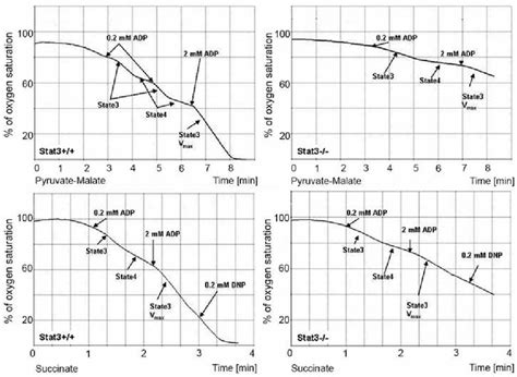 Decreased Rates Of O 2 Consumption In Stat3 − − Heart Mitochondria