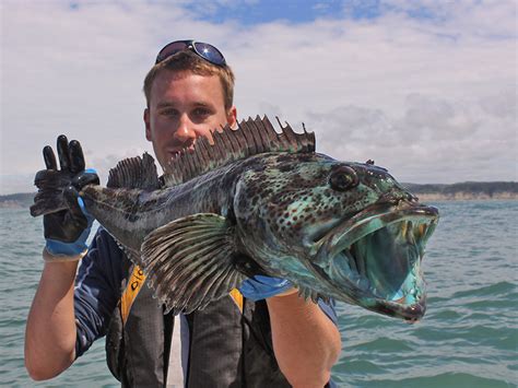 How To Catch Lingcod