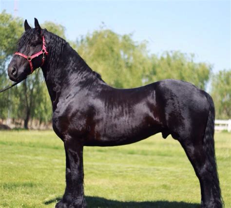 世界上最漂亮的10大名马，阿拉伯马排第二，第一被称黄金之马名马阿拉伯鬓毛新浪新闻