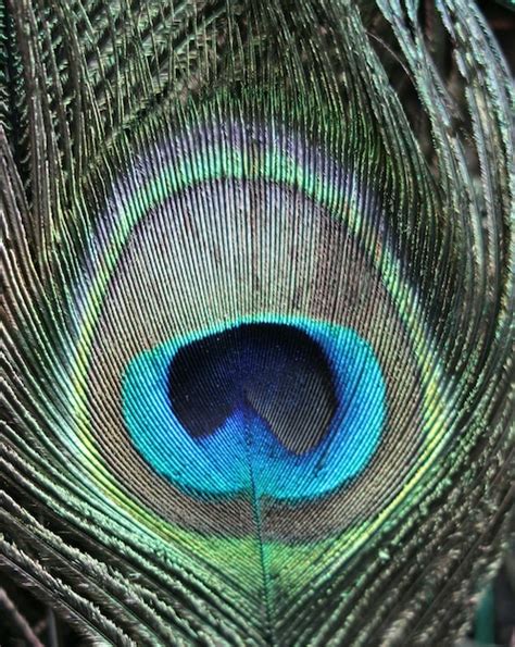 Premium Photo Close Up Of Peacock Feathers