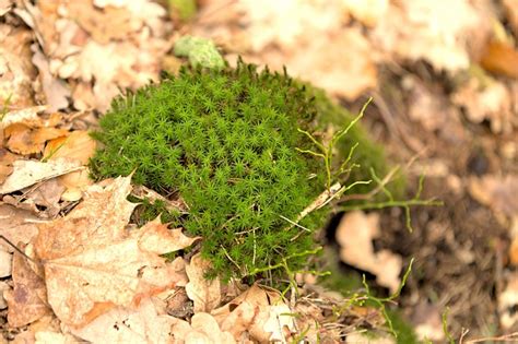 Lumut Daun Daun Hutan Foto Gratis Di Pixabay Pixabay