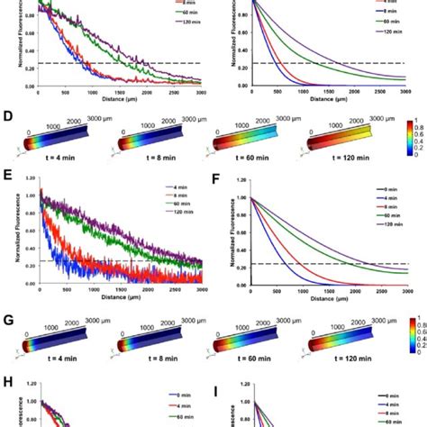Capillary Tube Diffusion Experimental Set Up A For Microscope
