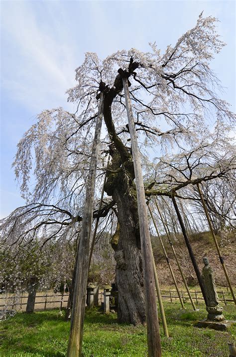 No13594永泉寺のサクラ 田村市（観光フォトライブラリ） 法人・教育・団体・メディアの皆様向け「ふくしまの旅」