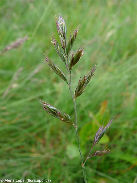Festuca Ovina • Floravegeu