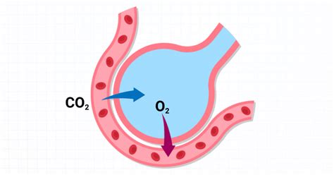 Pulmonary Diffusion Overview And Practice Questions 2023