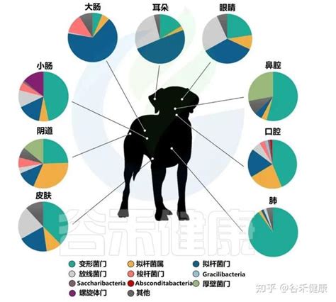 猫狗肠道菌群主子们的健康新领域 知乎