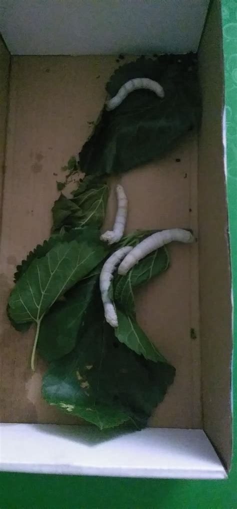 春蠶散文 每日頭條
