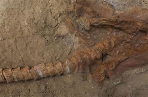 Entdeckung Eines Kolossalen Fossils Von 9 Millionen Jahren In
