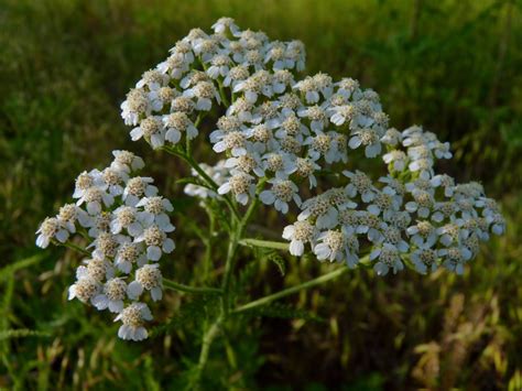 Common Yarrow College Of Agriculture Forestry And Life Sciences