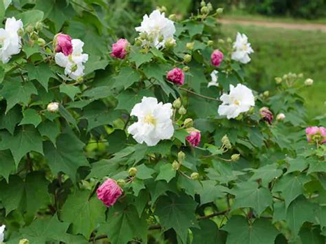 Hibiscus Mutabilis Rose Of Sharon