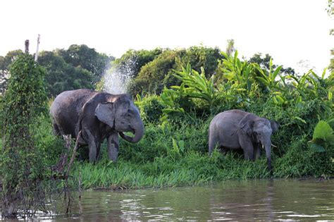 Gajah Pygmy Borneo Borneo Malaysia Asia Foto Stok Unduh Gambar