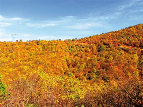 دیدار با زیباترین جلوه‌های پاییزی در این جنگل بکر در ایران همشهری آنلاین