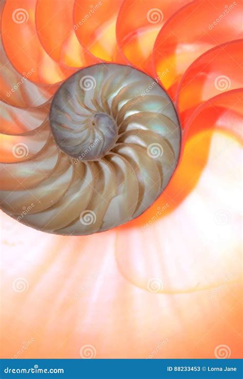 Nautilus Shell Fibonacci Symmetry Cross Section Spiral Structure Growth