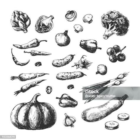 채소를 스케치 합니다 호박 오이 브로콜리 당근 양파 짬뽕 토마토 야채 비 건 손으로 그린 빈티지 벡터 절연 쥬끼니에 대한 스톡 벡터 아트 및 기타 이미지 Istock