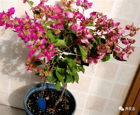 家里种植三角梅如何盆栽到位 开花