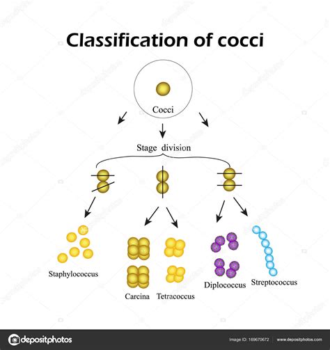 Classificação de bactérias de cocos Infográficos Ilustração vetorial imagem vetorial de