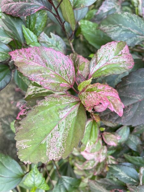 The Acalypha Wilkesiana Plant Common Names Copperleaf And Jacob S