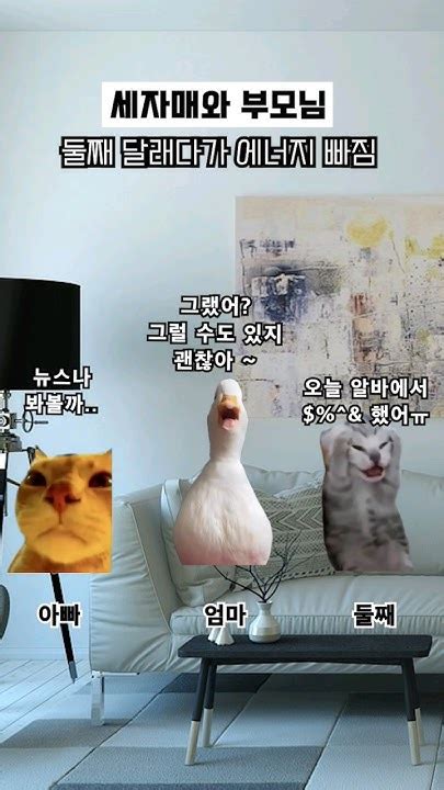 세자매와 부모님 특징 그리고 고양이밈 해피캣 해피켓 고양이 고양이밈 해피캣시리즈 못참찌 Youtube