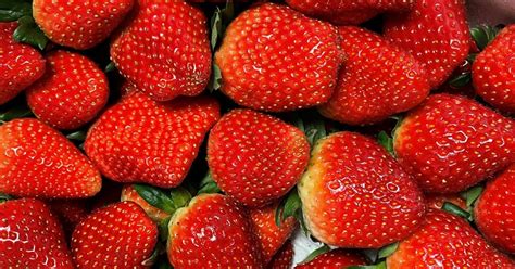 딸기 시리즈 08 설향 품종의 특성1 딸기 시리즈 08 설향 품종의 특성1