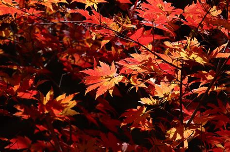 단풍 단풍나무 나뭇잎 Pixabay의 무료 사진