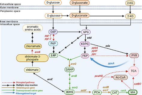 Metabolic Pathway For Muconate Production In Engineered P Putida