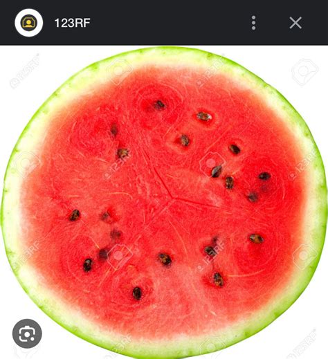 수박 코코넛 멜론과 같은 과일의 단면이 비슷한 이유는 무엇인가요 ㅣ 궁금할 땐 아하