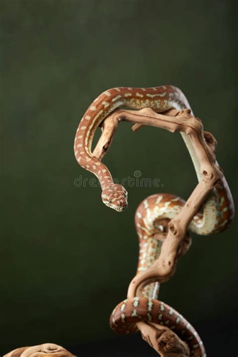 Python Coiled In Defensive Posture Stock Image Image Of Ready Coiled