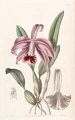 Cattleya Pumila Wikimedia Commons