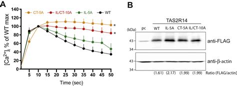 The Short Third Intracellular Loop And Cytoplasmic Tail Of Bitter Taste Receptors Provide